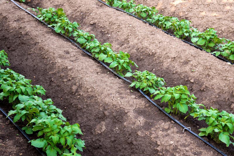 Rows of Young Potatoes Plants and Drip Irrigation in the Garden Stock ...
