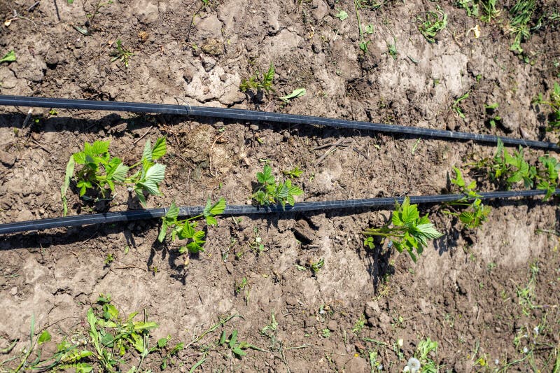 Rows of Young Raspberry Seedlings with Drip Irrigation Tubes in a ...