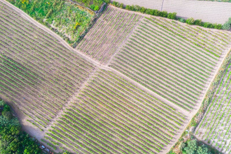 Rows of Young Seedlings Grape Vines Top Aerial View Over Vineyard ...