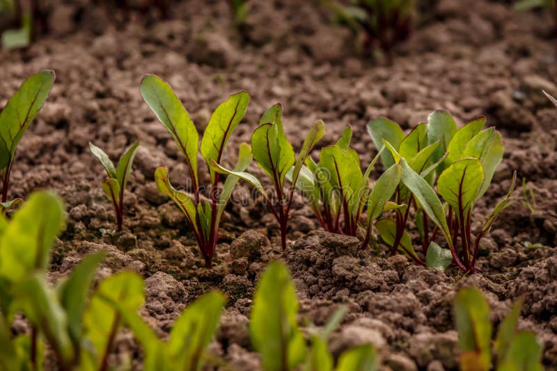 Rows of Young Shoots of Beet on Earth Stock Photo - Image of beets ...