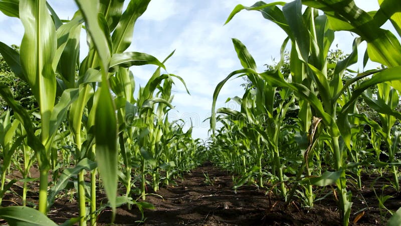 Corn Plants in the Field Sway with the Wind. Stock Video - Video of ...