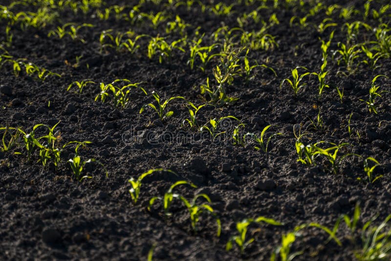 Rows of Young Small Corn Plants at Farm Agricultural Field, Summer Time ...