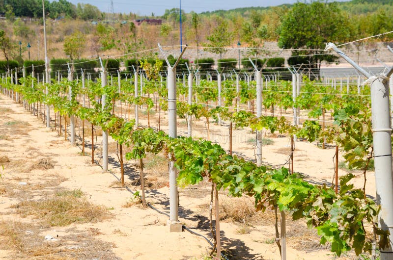 Vineyard stock photo. Image of open, small, country, unripe - 29863474