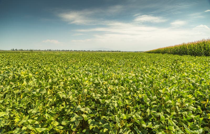 Fresh Green Soy Plants on the Field in Spring Stock Photo - Image of ...