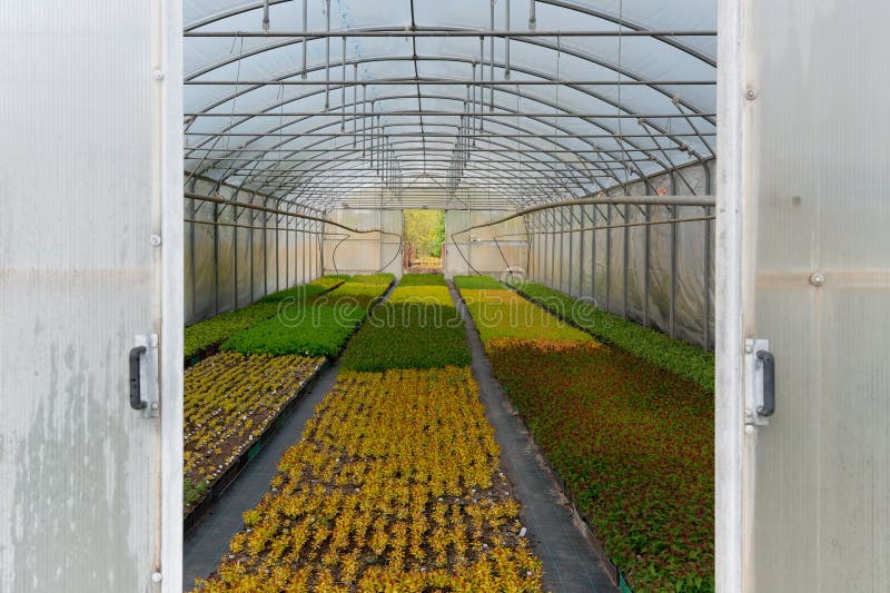 Rows of Young Tree Plants in a Nursery Greenhouse Store Stock Image ...