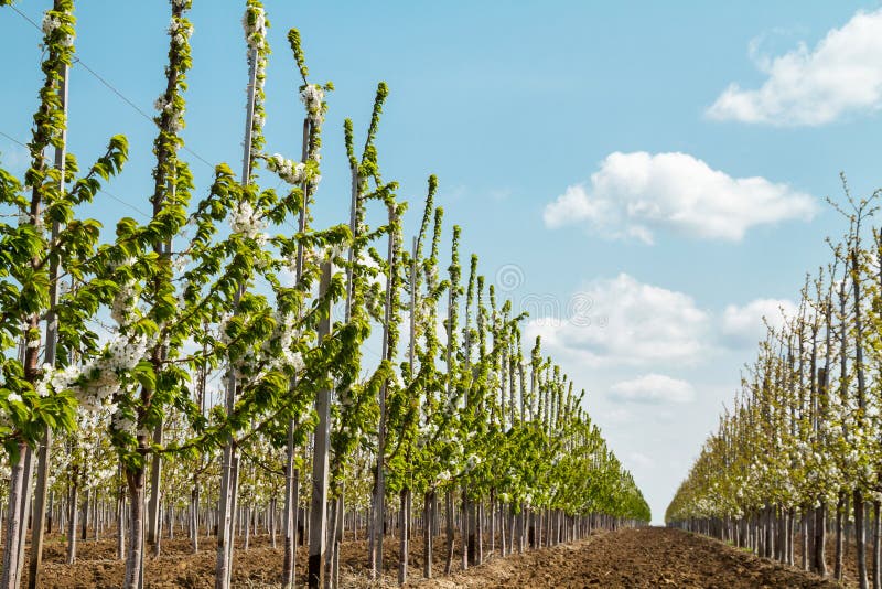 Rows of Young Trees in an Industrial Garden. Stock Photo - Image of ...