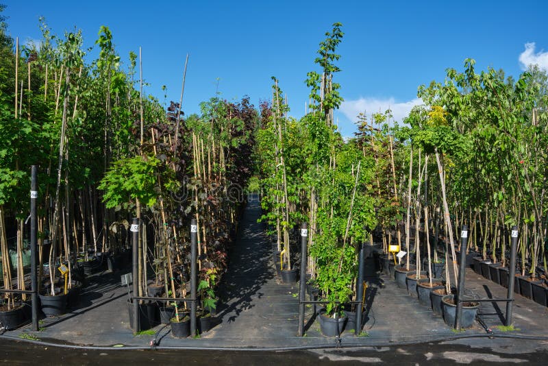 Rows of Young Trees in Pots. Rows of Potted Seedling of Trees at Plant ...
