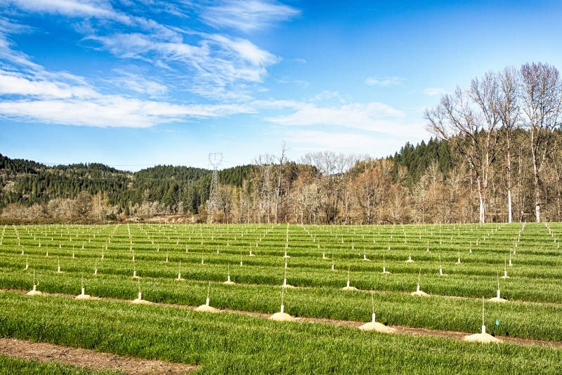 Rows of young trees stock image. Image of nature, outdoor - 119199655