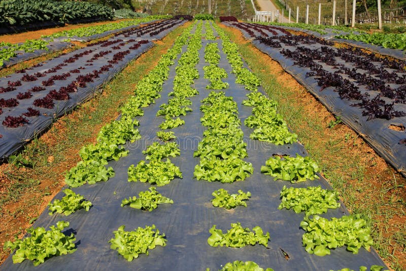 Rows of Young Vegetable Seedlings. Luttuce Farm in Thailand Stock Photo ...