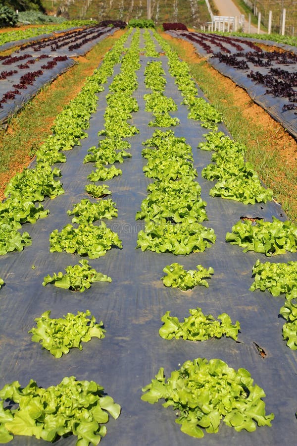 Rows of Young Vegetable Seedlings. Luttuce Farm in Thailand Stock Photo ...