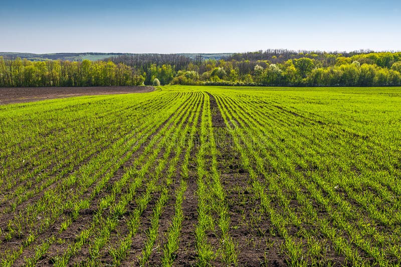 Rows on Young Wheat Field in Spring Stock Image - Image of outdoors ...