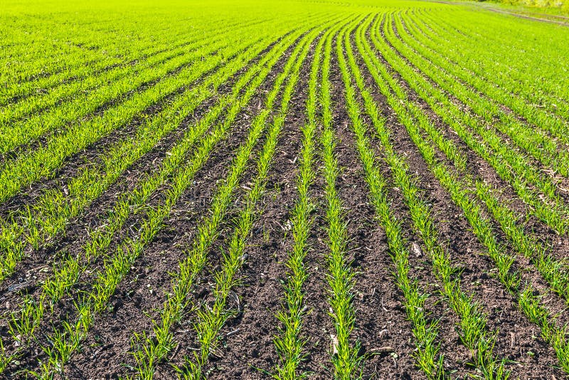 Landscape with Rows on Young Wheat Field Stock Photo - Image of growing ...