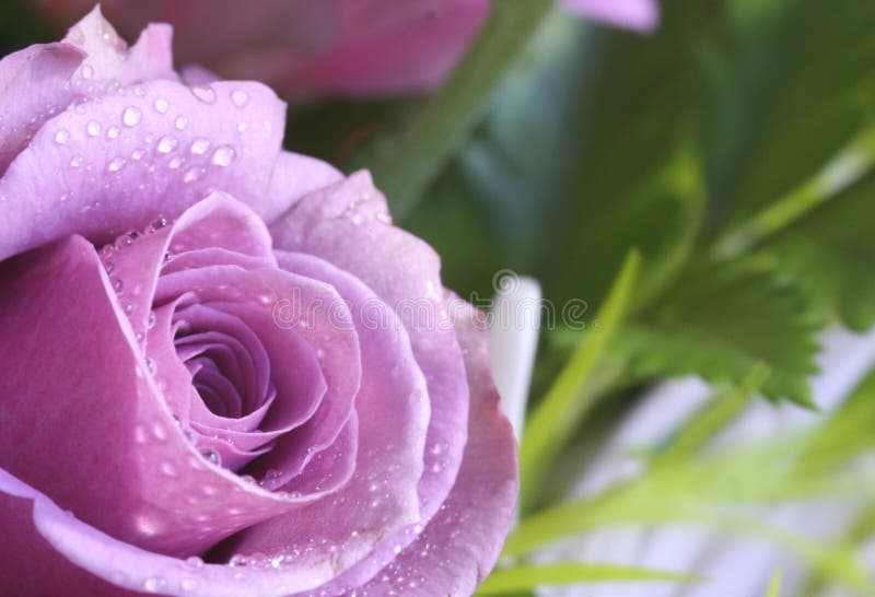 Roxo-cor-de-rosa Levantou-se Foto de Stock - Imagem de flor, macro: 4916726