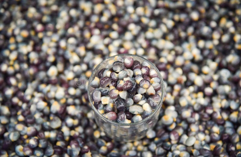 Roxo do milho foto de stock. Imagem de macro, ninguém - 98897362