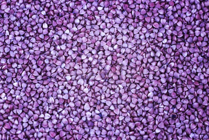 Roxo Do Trigo Mourisco Da Aveia Em Flocos Imagem de Stock - Imagem de ...