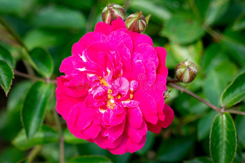 Roxy dwarf rose stock photo. Image of petals, pink, flowering - 287763620