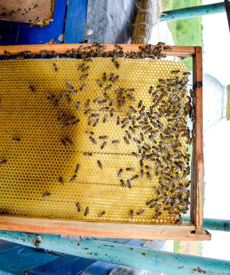 Roy on Wax Combs. Bee Honeycomb, Plank with Honeycomb from the Hive ...