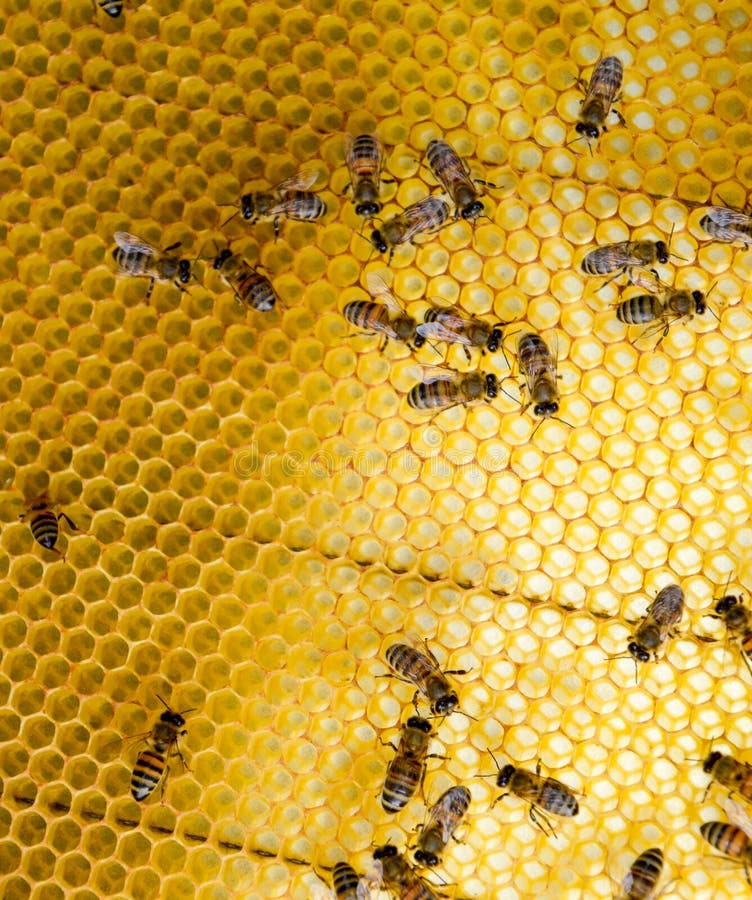 Roy Bees on Wax Combs. Bee Honeycomb, Plank with Honeycomb from the ...