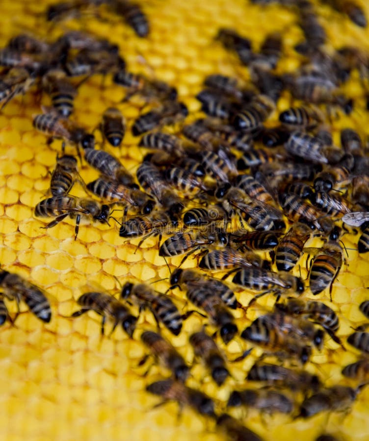 Roy on Wax Combs. Bee Honeycomb, Plank with Honeycomb from the Hive ...
