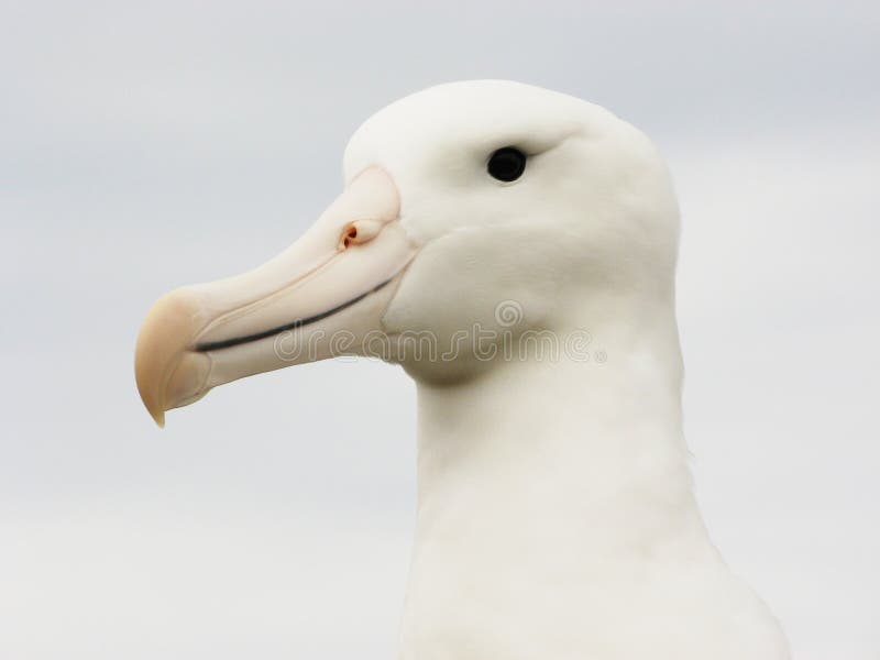 Royal Albatross head stock photo. Image of nature, flying - 19427026