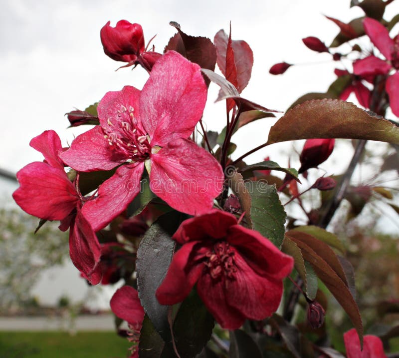 Royal apple tree stock image. Image of elegant, design - 22693393