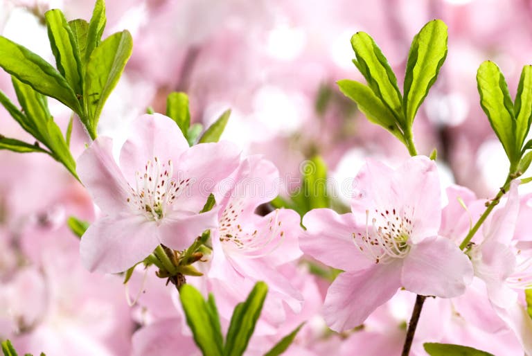 Royal azalea stock photo. Image of plant, green, full - 13514044