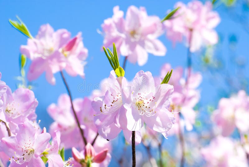 Royal azalea stock photo. Image of bright, blossoms, floral - 16449522