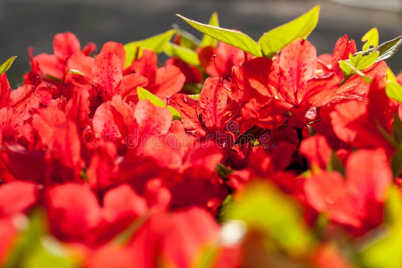 Royal azalea stock photo. Image of azaleas, flower, azalea - 79153568