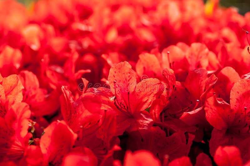 Royal azalea stock image. Image of leaf, petal, sunshine - 79153605
