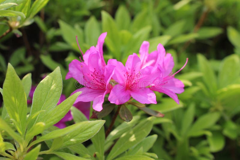Royal azalea stock photo. Image of pink, pistils, korea - 31046860