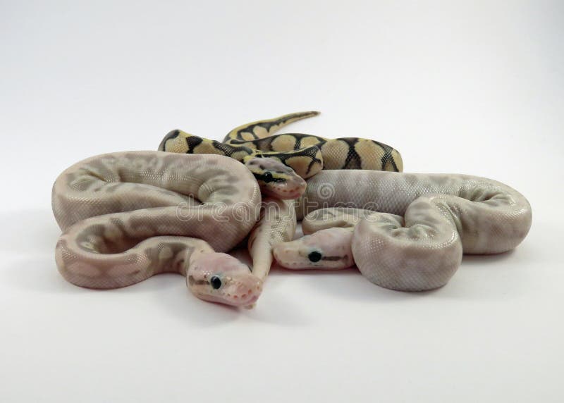 Royal or Ball Python (regius) Stock Photo - Image of view, serpent ...