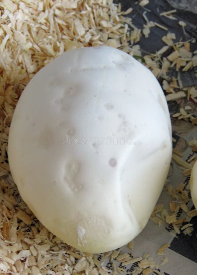 Royal / ball python egg stock photo. Image of horizontal - 87287810