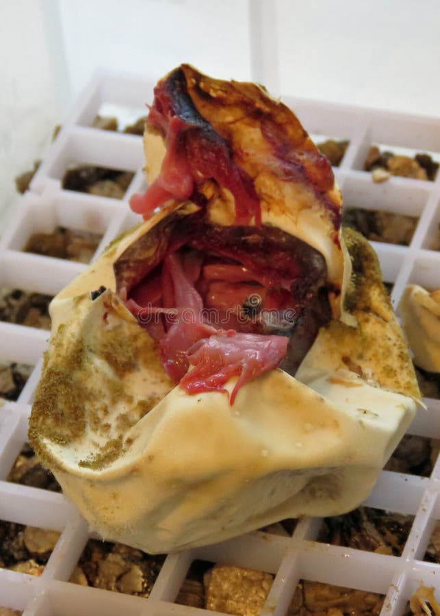 Ball python eggs stock image. Image of nest, reptile - 14921199