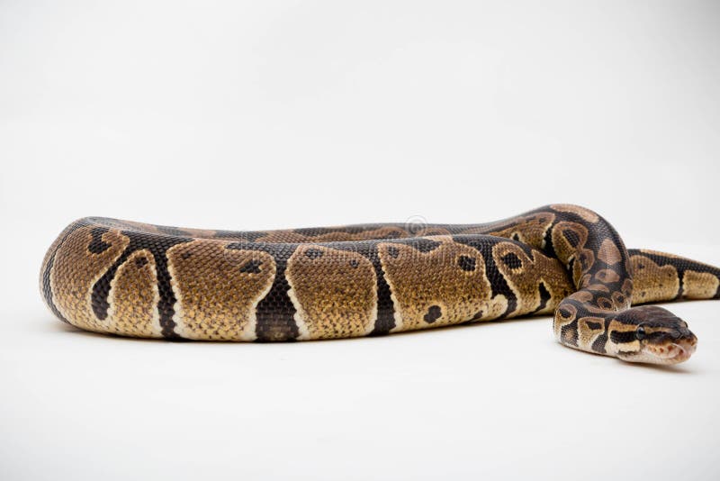A Royal/Ball Python stock photo. Image of ball, background - 174450504