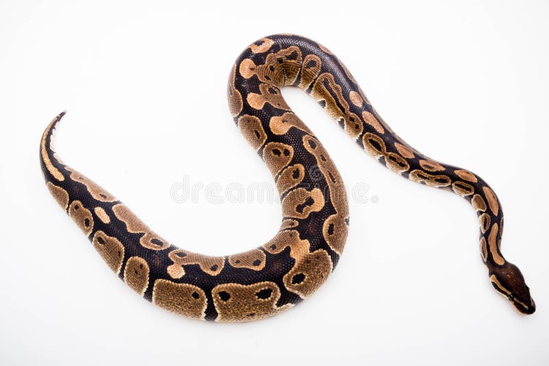 A Royal/Ball Python stock image. Image of reptile, blooded - 174451121