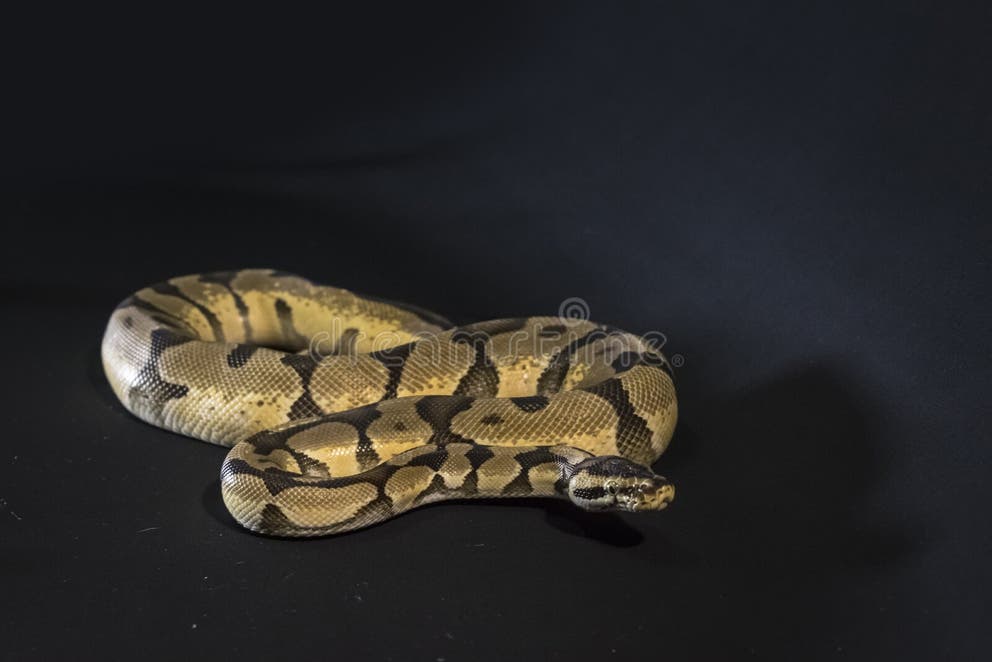 Royal or Ball Python snake stock image. Image of ball - 103937533