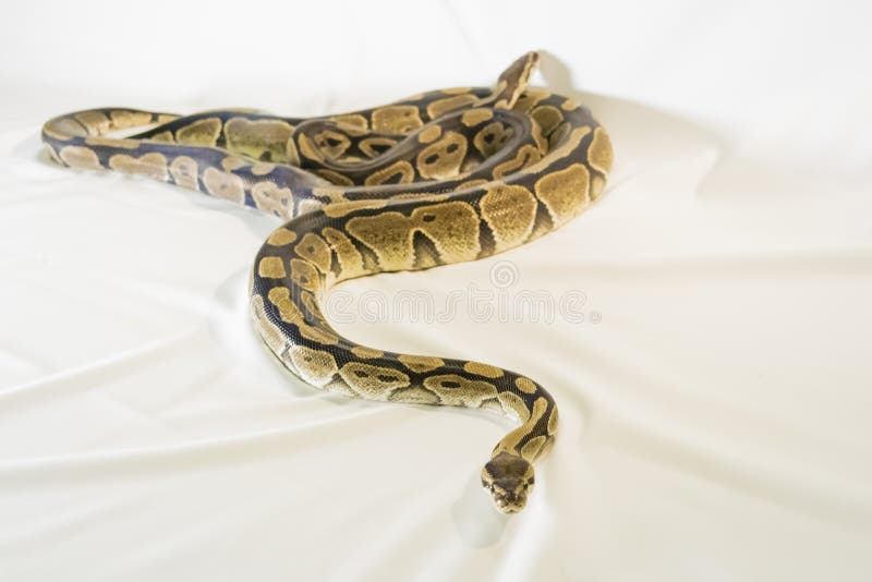 Royal or Ball Python snake stock image. Image of python - 103937909
