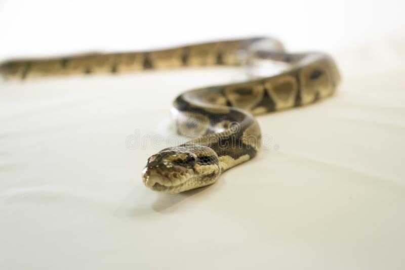 Royal or Ball Python snake stock image. Image of python - 103937909
