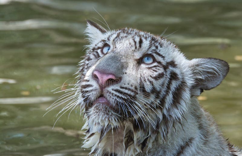 Royal Bengal tiger stock image. Image of india, beautiful - 69886523