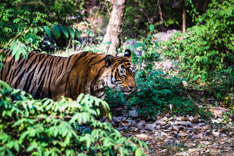 Royal Bengal Tiger Named Ustaad Walking Stock Image - Image of ...
