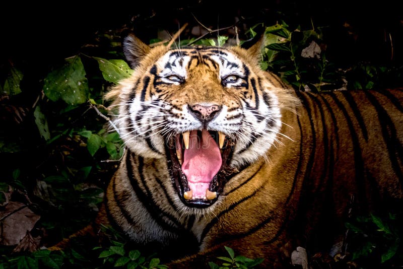 Royal Bengal Tiger T-24 Ustaad Stock Image - Image of mammal ...