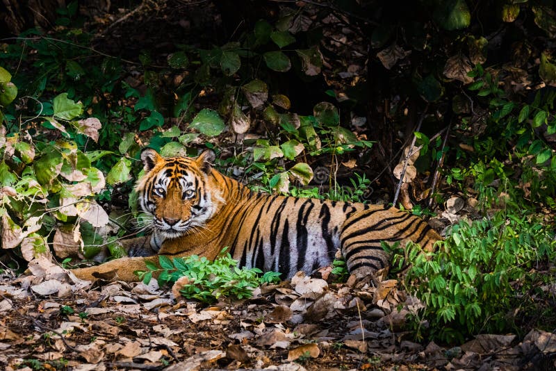 Royal Bengal Tiger T-24 Ustaad at Ranthambore Stock Image - Image of ...