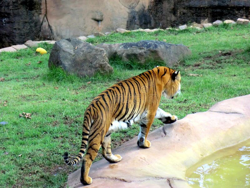 Tiger in captivity stock image. Image of whisker, royal - 242222009