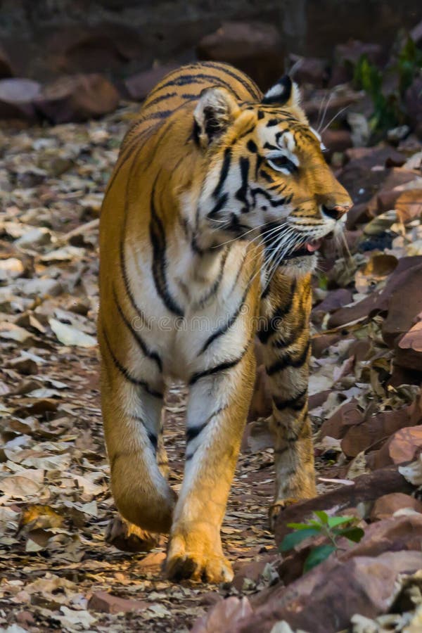 Royal Bengal Tiger Walking in Slow Pace. Photo Taken from Front Side ...
