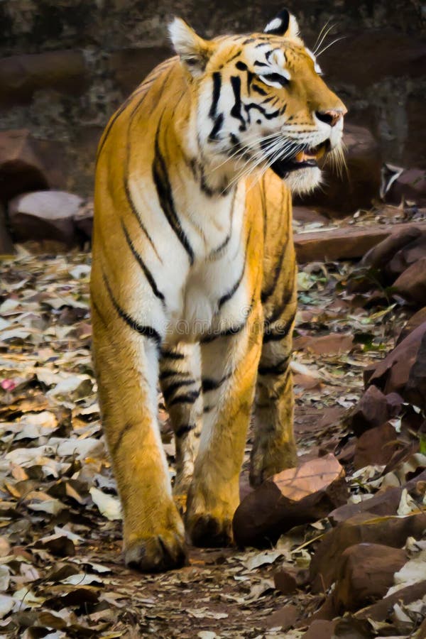 Royal Bengal Tiger Walking in Slow Pace. Photo Taken from Front Side ...