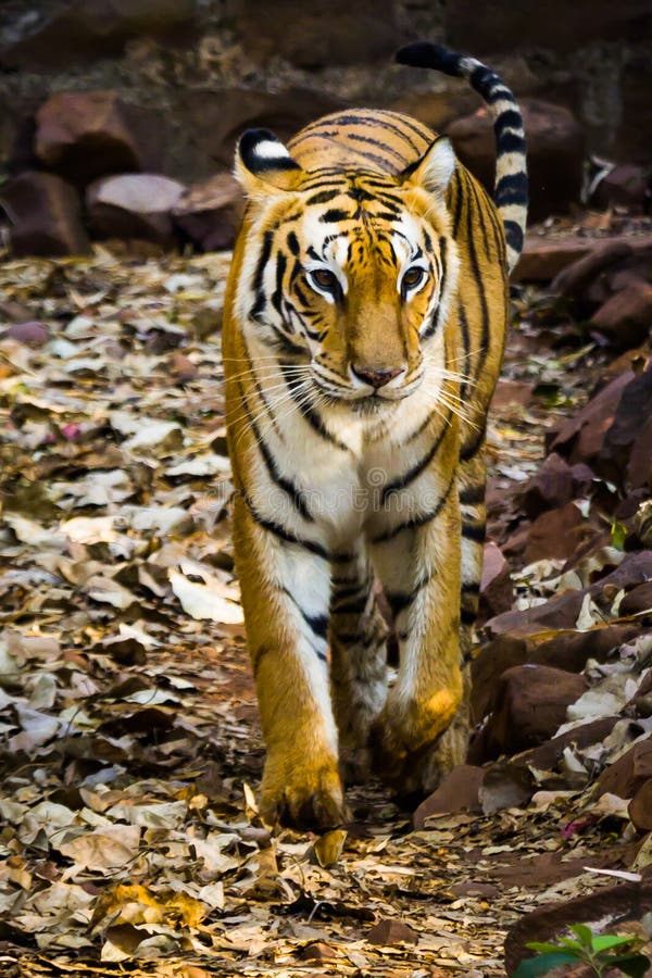 Royal Bengal Tiger Walking in Slow Pace. Photo Taken from Front Side ...