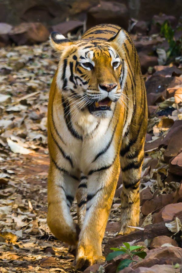 Royal Bengal Tiger Walking in Slow Pace. Photo Taken from Front Side ...