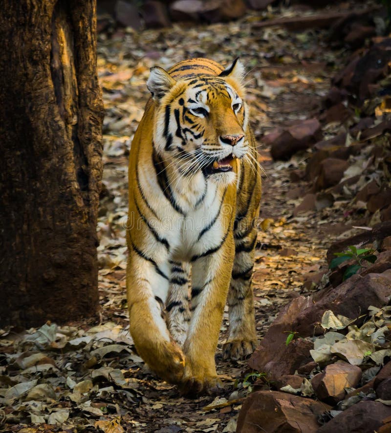 Royal Bengal Tiger Walking in Slow Pace. Photo Taken from Front Side ...