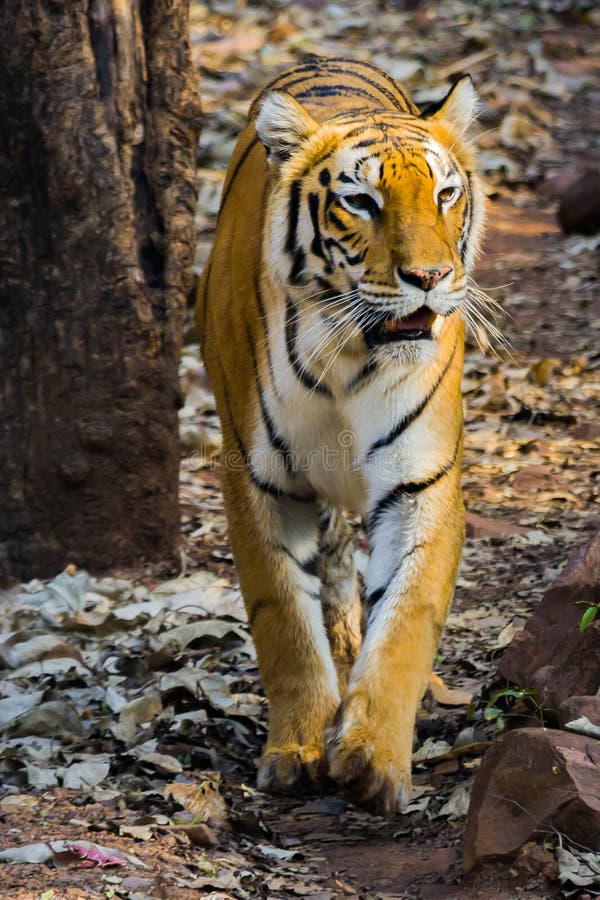 Royal Bengal Tiger Walking in Slow Pace. Photo Taken from Front Side ...