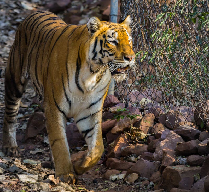 Royal Bengal Tiger Walking in Slow Pace. Photo Taken from Front Side ...